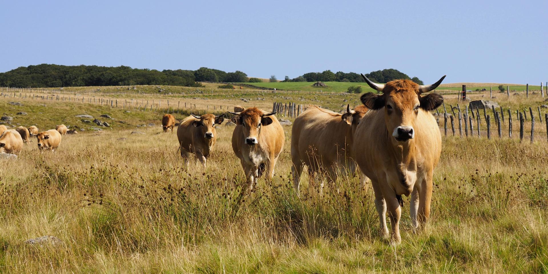 Aubrac cows | From Aubrac to the Gorges du Tarn