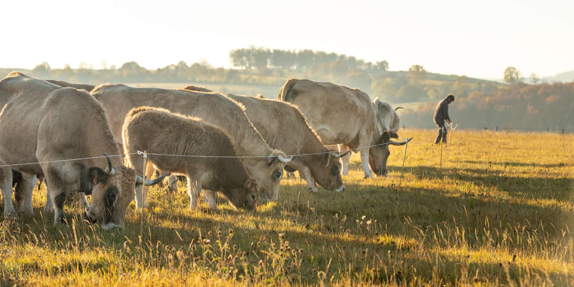 Aubrac cows | From Aubrac to the Gorges du Tarn