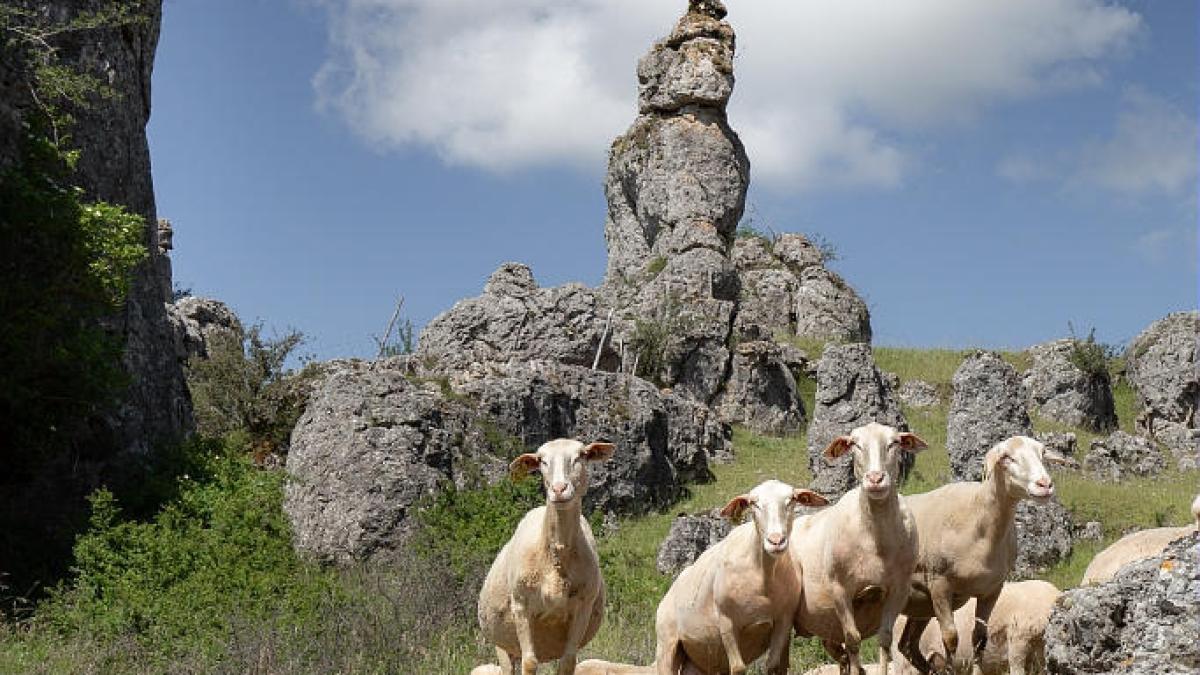 Les brebis | De l'Aubrac aux Gorges du Tarn