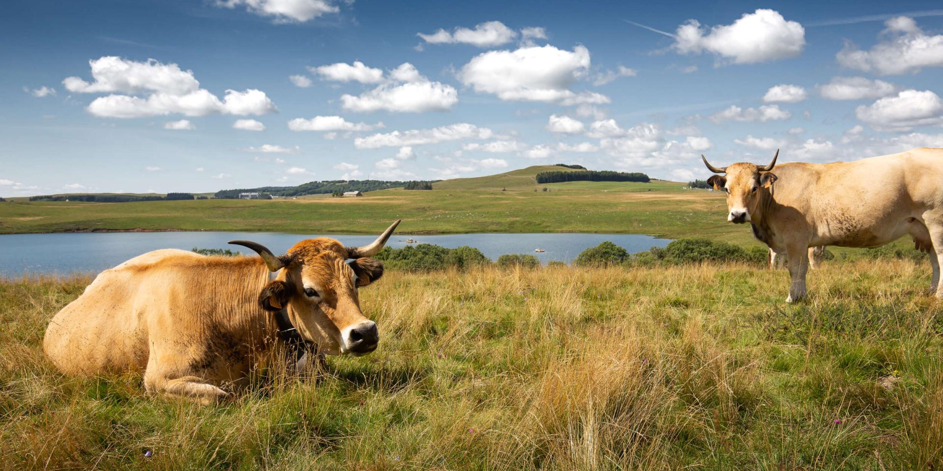 Aubrac cows | From Aubrac to the Gorges du Tarn