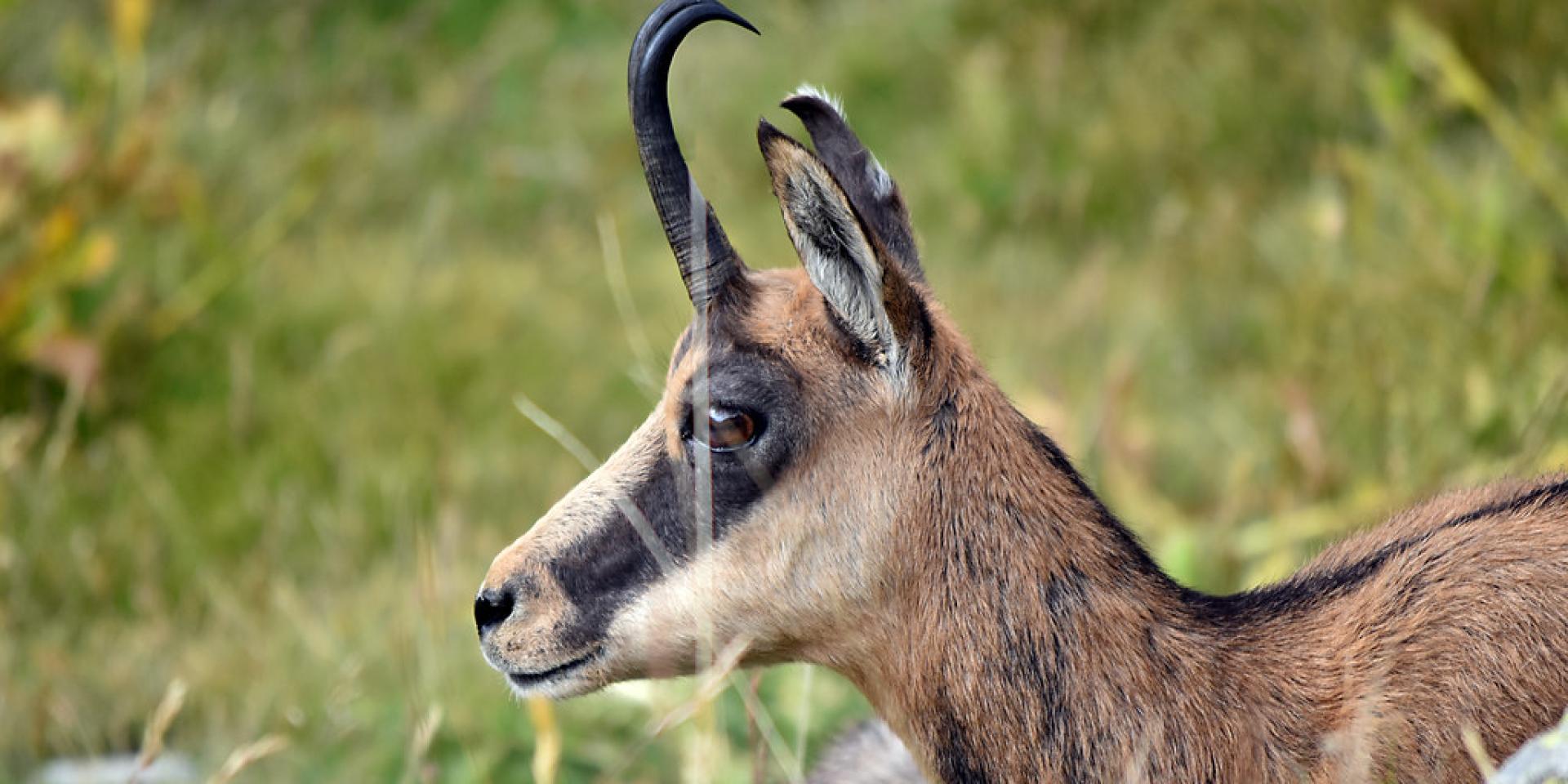 Chamois | De l'Aubrac aux Gorges du Tarn
