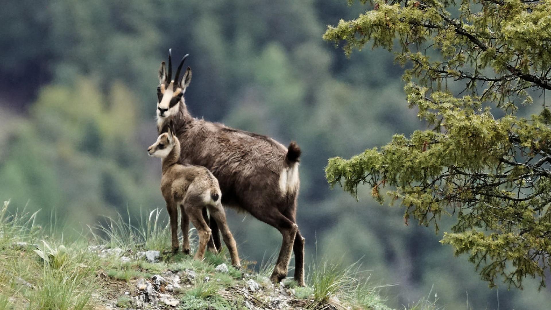 Chamois | De l'Aubrac aux Gorges du Tarn