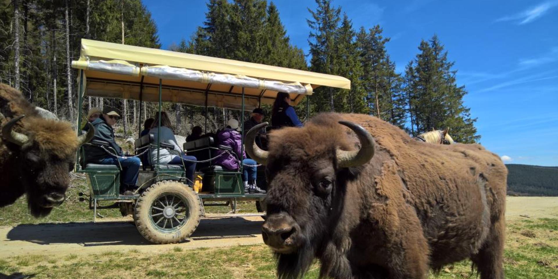 Les bisons | De l'Aubrac aux Gorges du Tarn