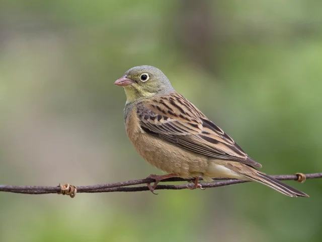 Les oiseaux des Grands Causses | De l'Aubrac aux Gorges du Tarn