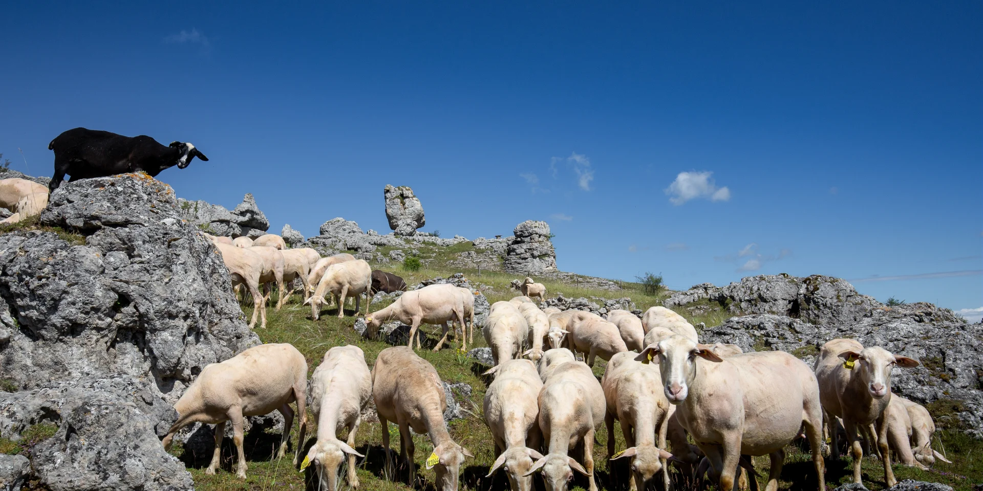 Les brebis | De l'Aubrac aux Gorges du Tarn